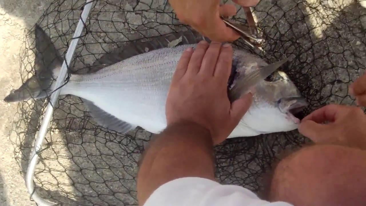 Orata 1,9 kg con granchio Sardegna Sud Occidentale - YouTube