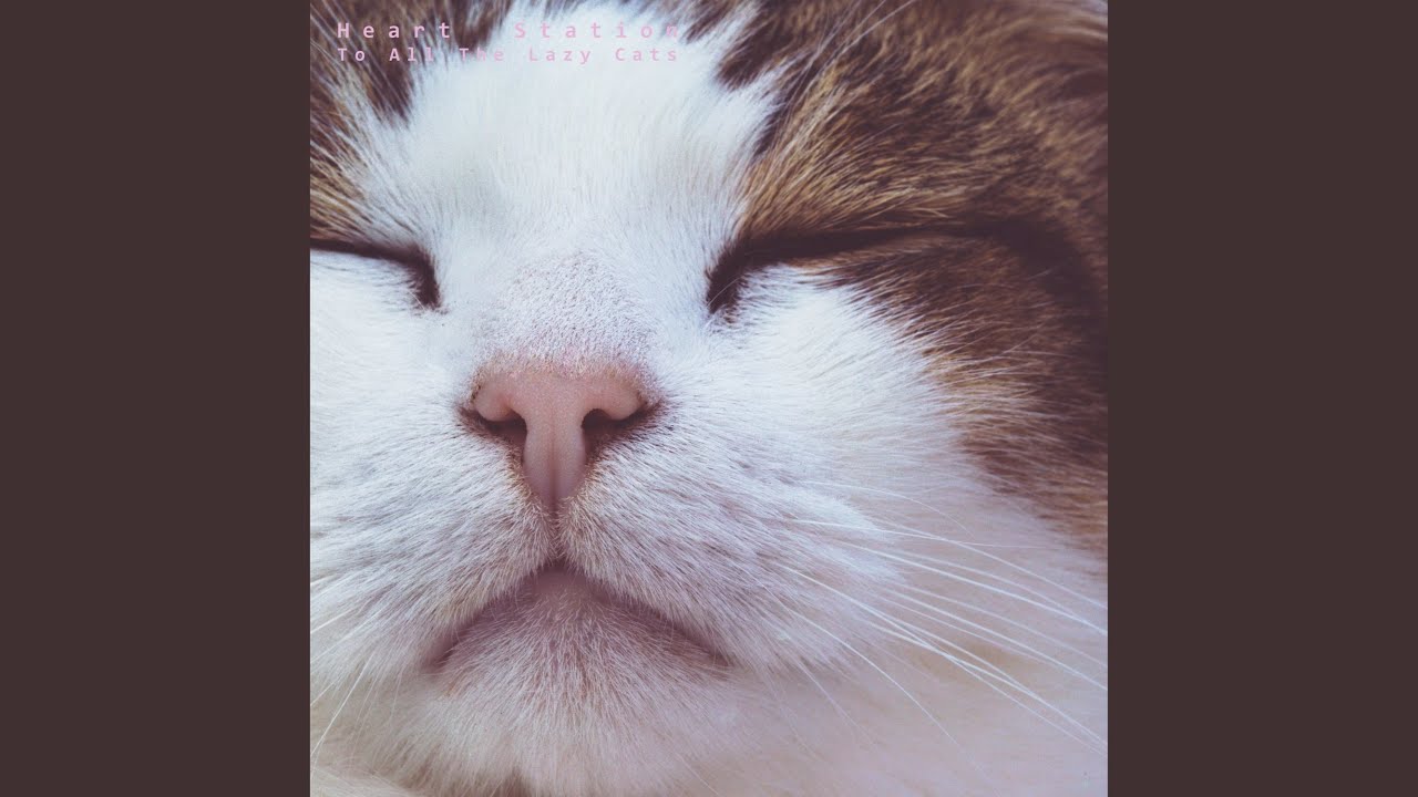 Cat Jogging - YouTube