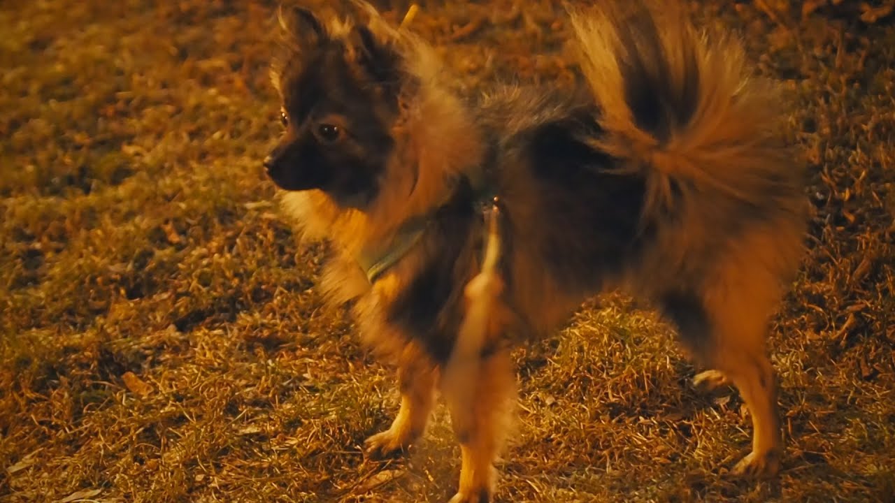 Aida (Kleinspitz Dog) and New Year's Eve 2016 - YouTube