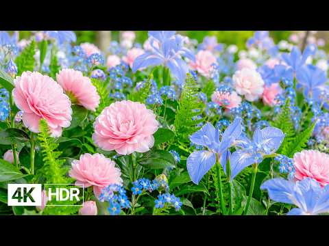 🌸 Beautiful Flowers in 4K | Nature at Its Most Beautiful