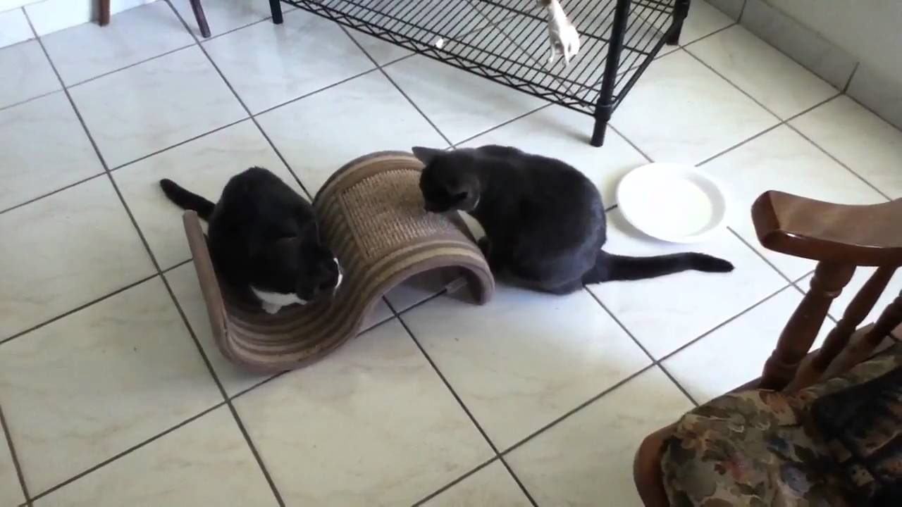 My cats after a lunch - YouTube