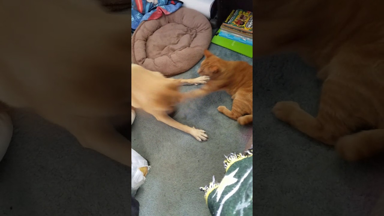Funny cat and dog fight must watch - YouTube