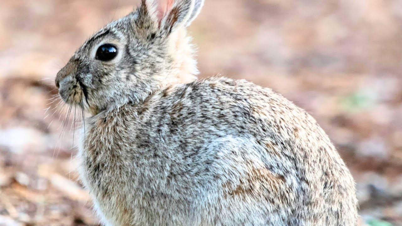 Rabbits - Physical Characteristics - Habitat - Diet - Behavior - 101 ...