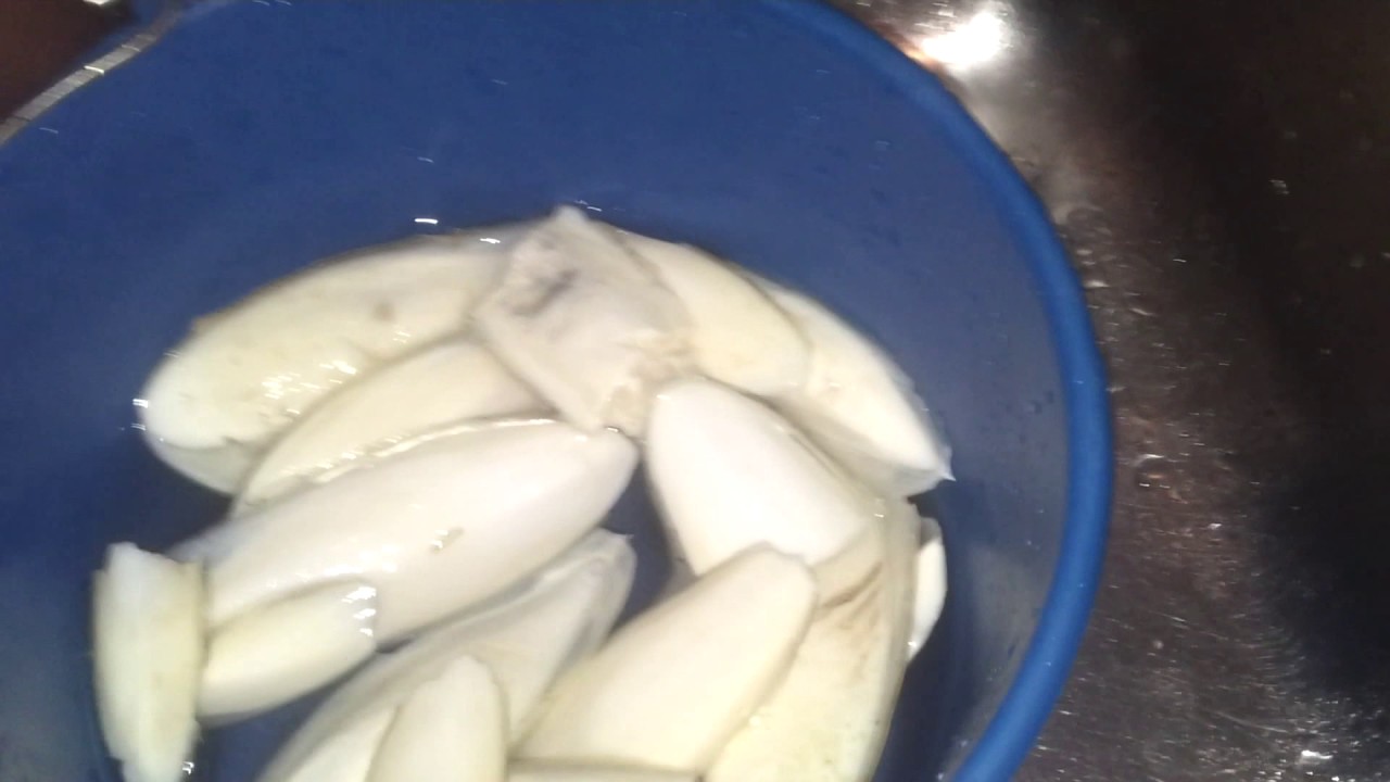 Recoleccion y tratamiento del hueso de jibia - YouTube