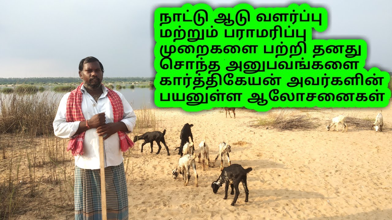 நாட்டு ஆடு வளர்ப்பு முறைகள் || nattu aadu valarpu || goat farming in ...