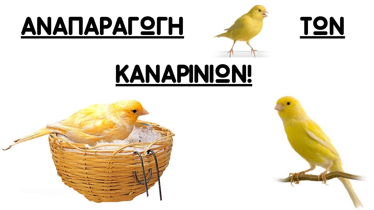 ΑΝΑΠΑΡΑΓΩΓΗ ΤΩΝ ΚΑΝΑΡΙΝΙΩΝ ΜΑΣ - YouTube