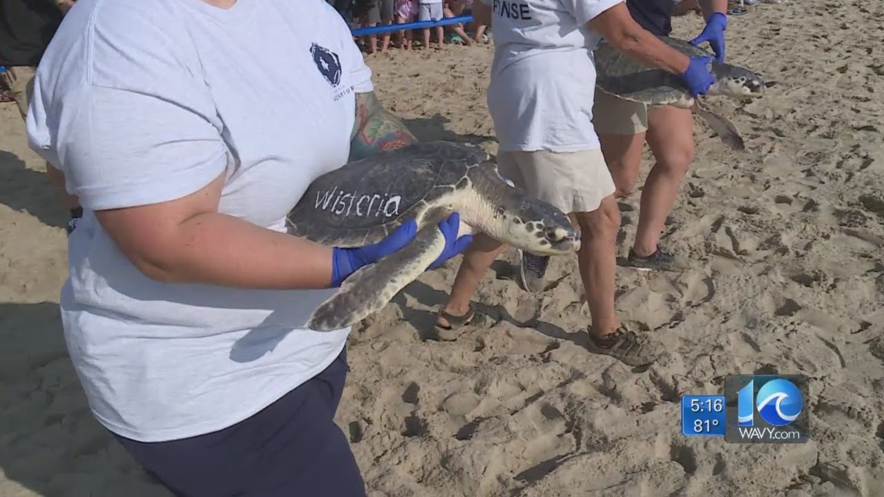 Five Sea Turtles Released Back into the Atlantic in Virginia Beach ...