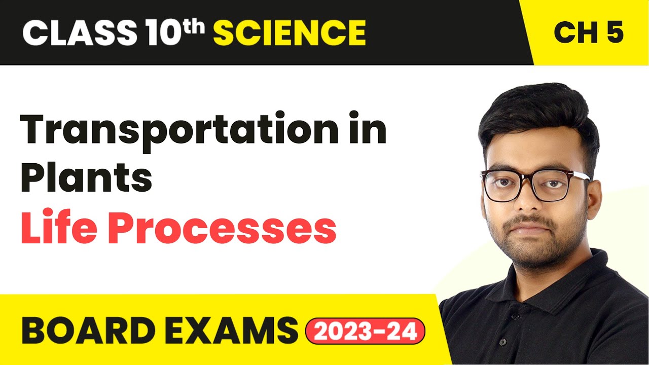 Transportation in Plants - Life Processes | Class 10 Science Chapter 5 ...