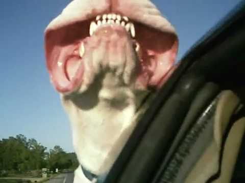 Bruno FLappy lips dog face in the wind - YouTube