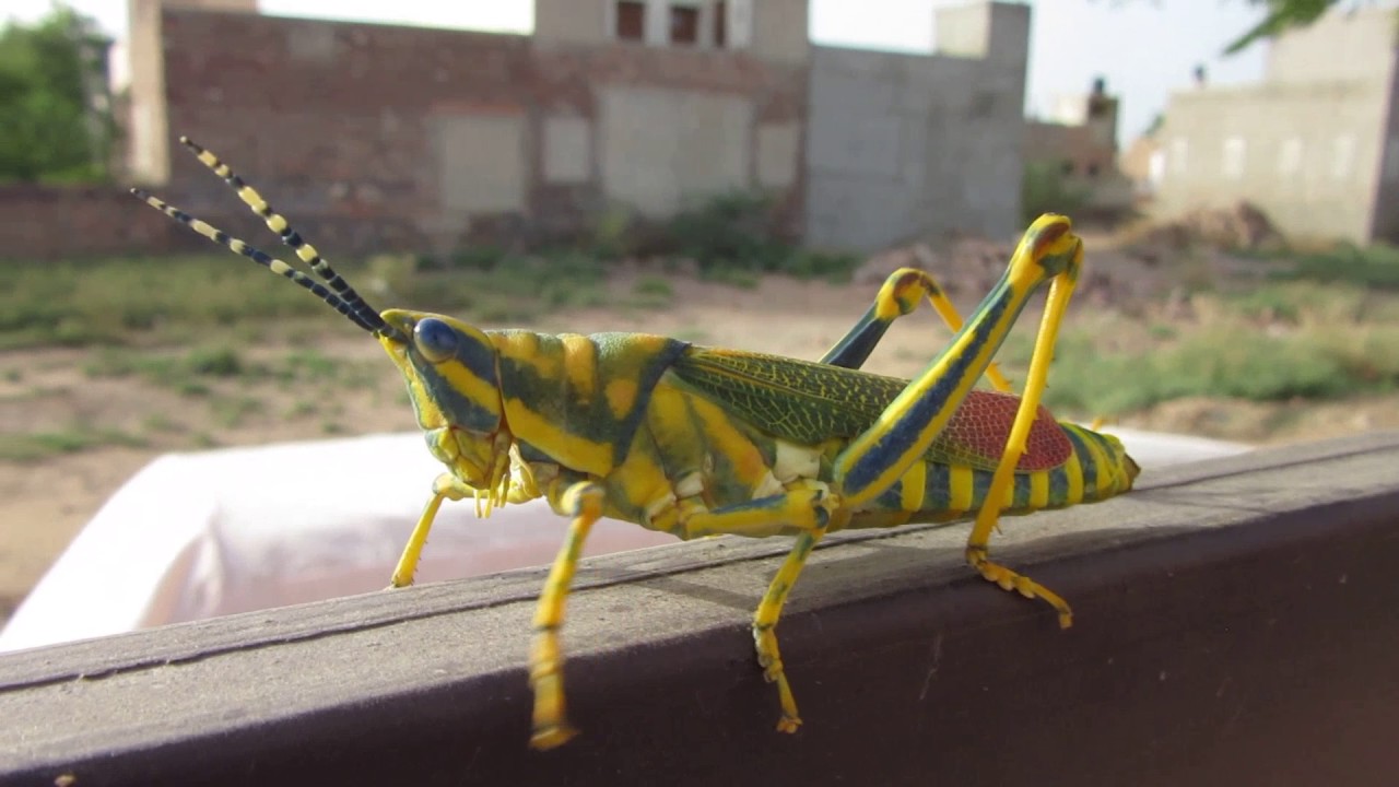 Slowly Moving Grasshopper | Insect walk - YouTube