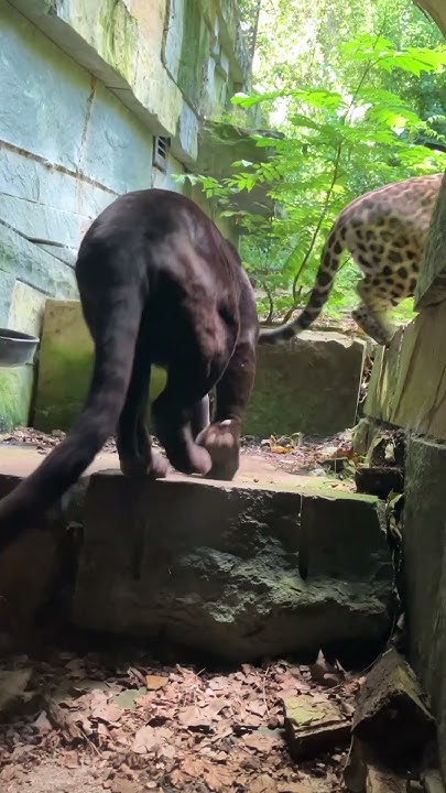 Ultimate BLACK PANTHER vs JAGUAR Showdown! - YouTube