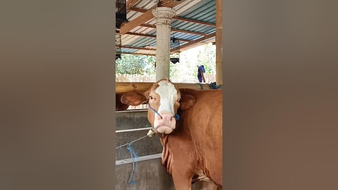 Perbedaan Jenis Sapi Simental Dan Limosin - YouTube