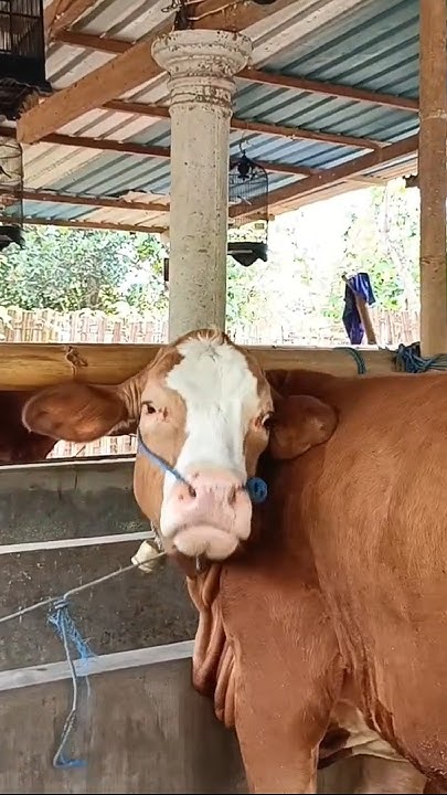 Perbedaan Jenis Sapi Simental Dan Limosin - YouTube
