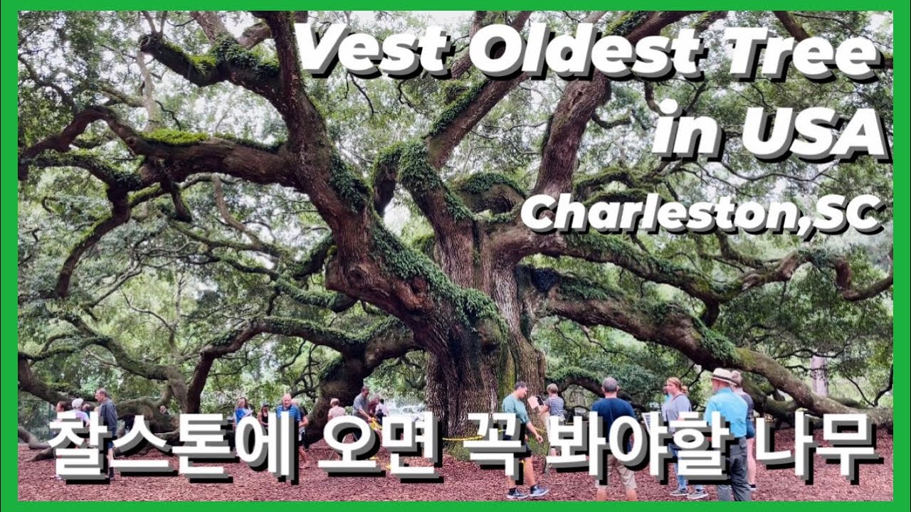 Angel Oak Tree | Oldest Tree in Charleston, SC 찰스톤에 오는 방문자라면 꼭 봐야할것 ...