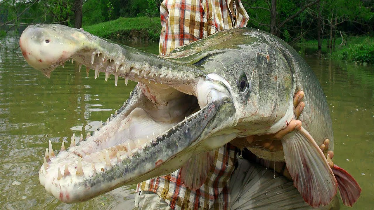 Best Fishing For River Monsters Giant Alligator Garfish In Texas - YouTube