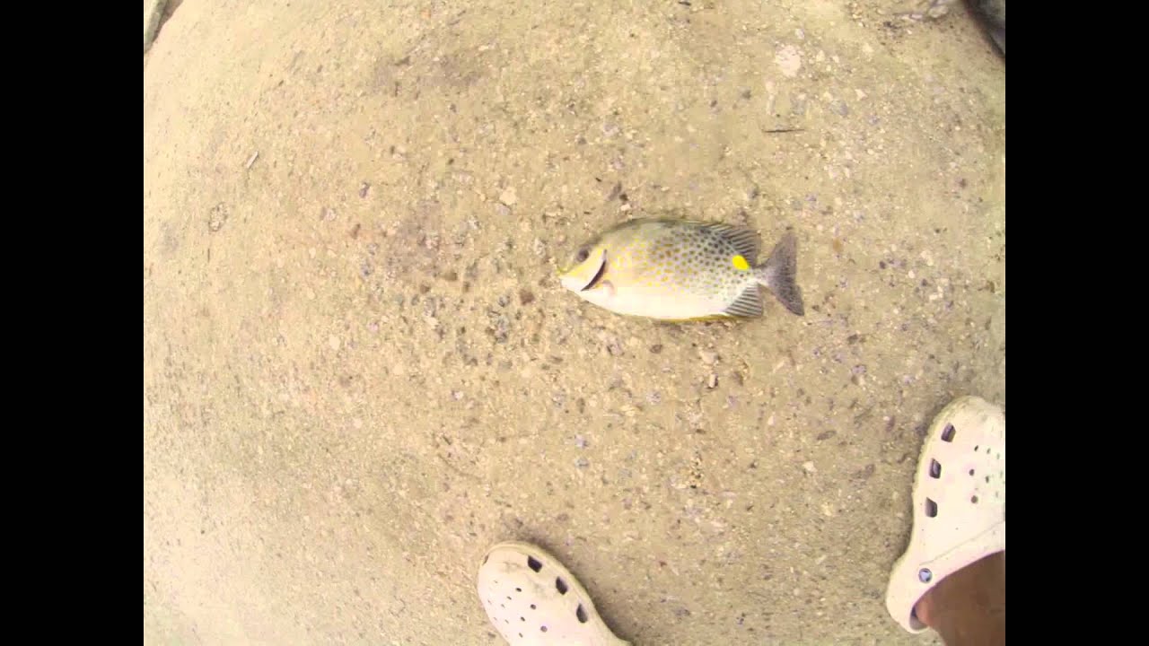 Rabbit Fish - YouTube