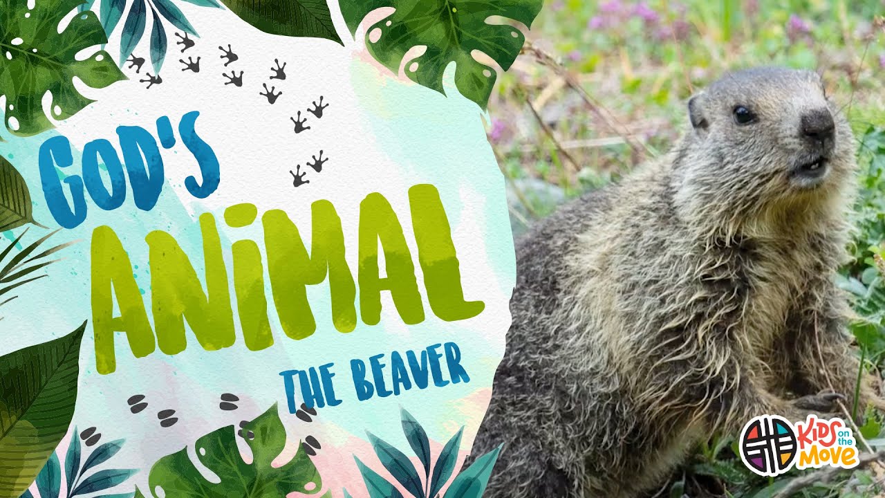 GOD'S ANIMAL - THE BEAVER | Kids on the Move - YouTube