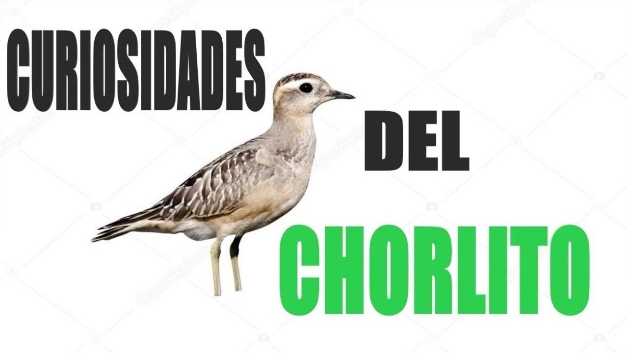 TOP 6 CURIOSIDADES DEL CHORLITO - YouTube