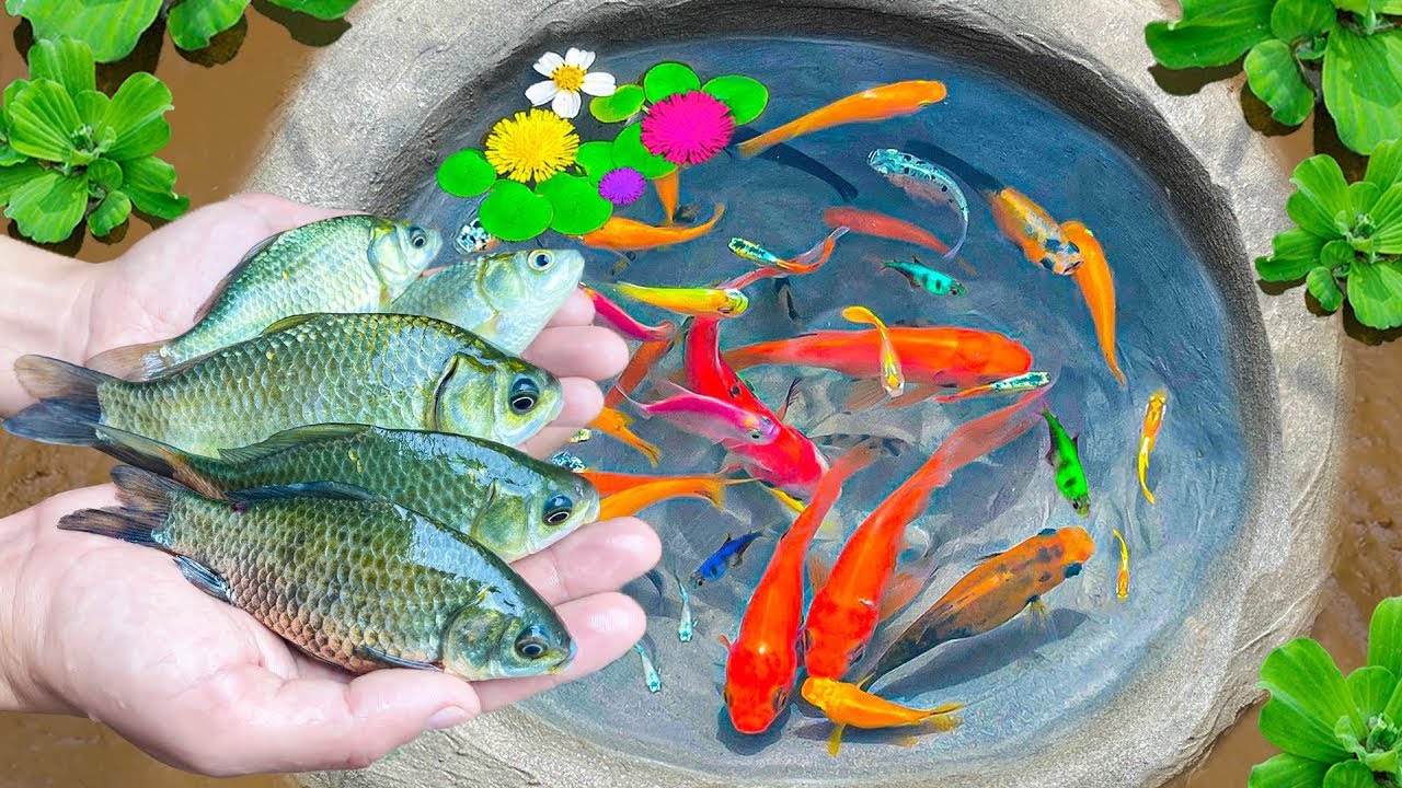 Caught Strange Fish In The Pond, Lion Carp, HiKin Fish, RanChu Fish ...