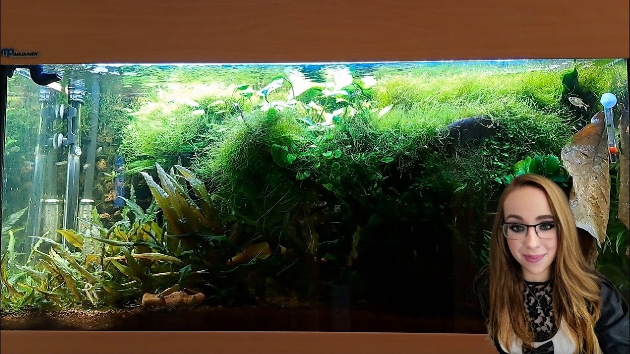 La mousse de java plante facile ou pas ? - YouTube