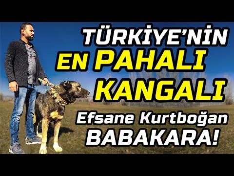 450.000 TL KANGAL MI OLUR?! Sivas'ın En Büyük Çiftliklerinden: AB Kangal Çiftliği!