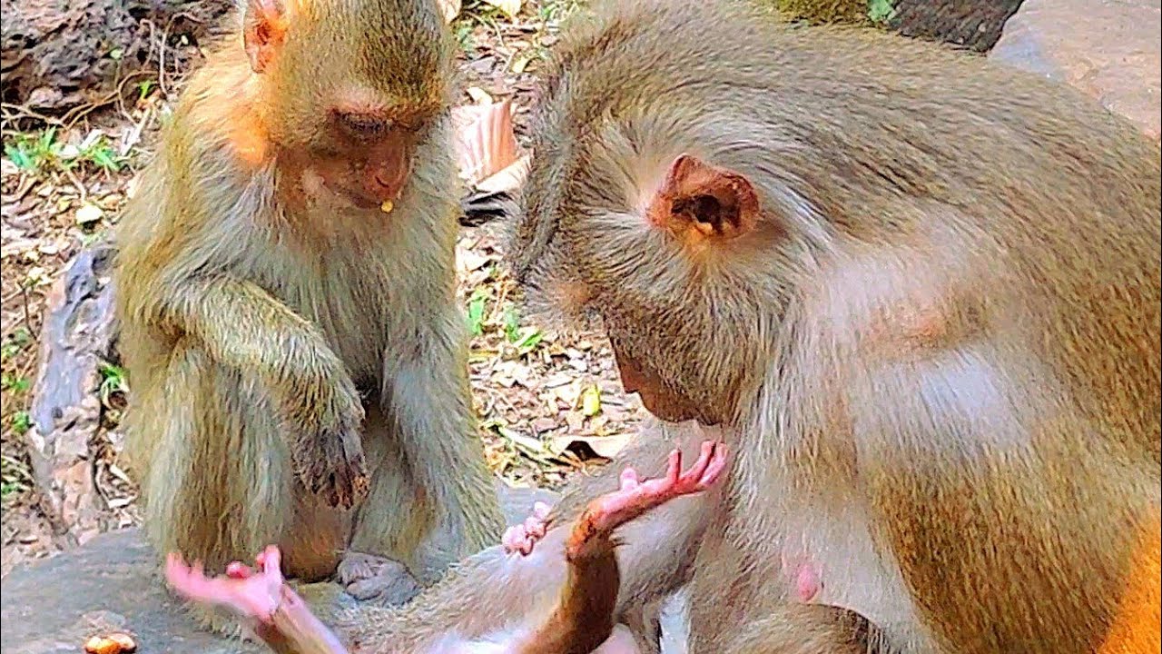 Po.or Newborn Lily monkey #shortvideo is very hungry milk ...