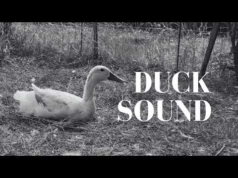 DUCK SOUND EFFECT - FREE COPYRIGHT - YouTube