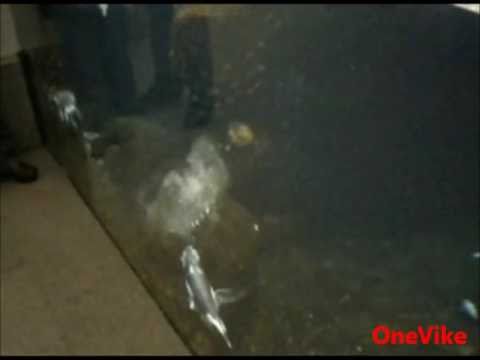 Penguin farts in the face of another penguin