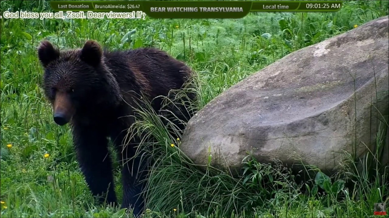 Дикие животные. Трансильвания – Румыния. Wild Animals. Transylvania ...