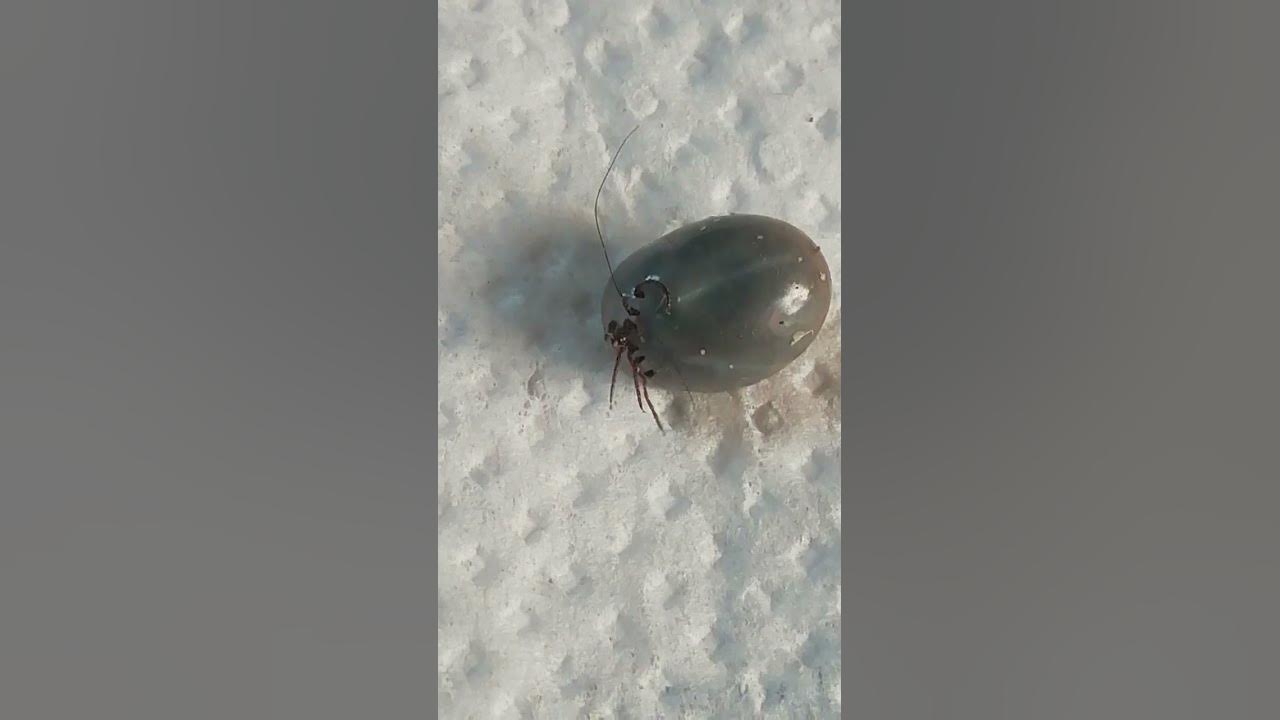 Eine Zecke auf den Rücken gelegt dick und rund frisch vom Hund 🤣😂 - YouTube