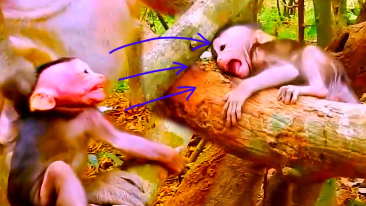 Heartwarming Rescue: Baby Monkey Finds Safety After Tough Times, When ...