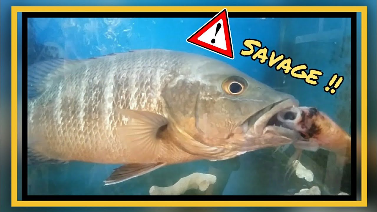 HOW WILD!! Mangrove Red Snapper when Feeding Time ! - YouTube