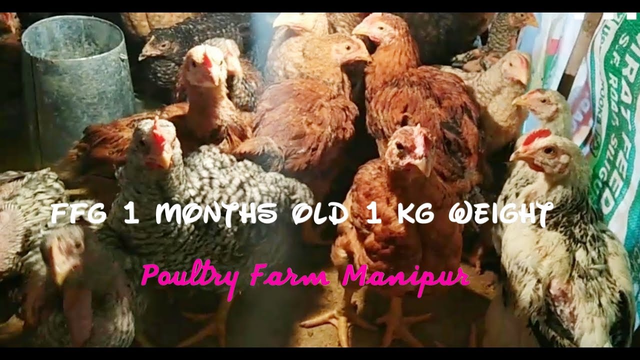 FFG Chicken 1 Months Old//Poultry Farm Manipur - YouTube