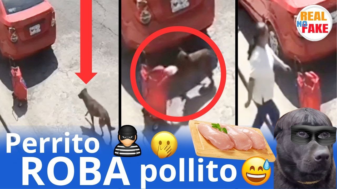 Perrito se roba un pollo en Chalco Edomex #mexico #noticias - YouTube