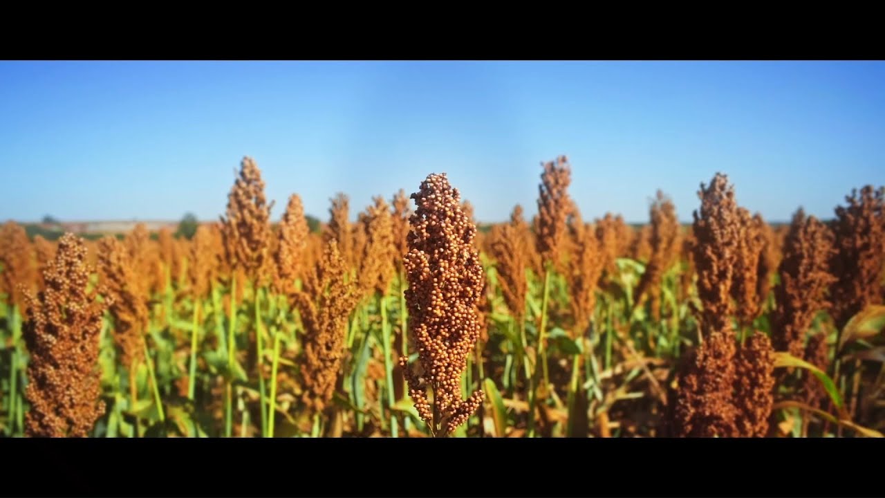 Nuseed Brasil - Nugrain 290 e Nugrain 400 AphiBlock - YouTube