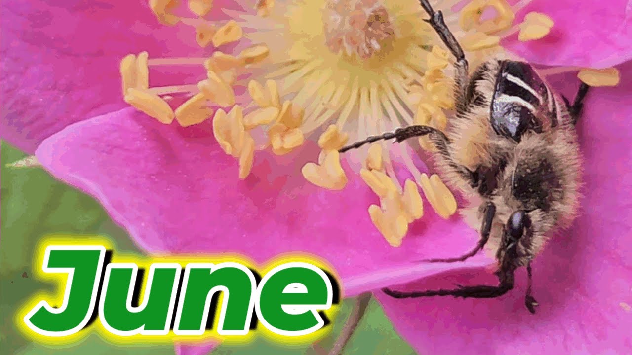 Stages of Spring: June - YouTube