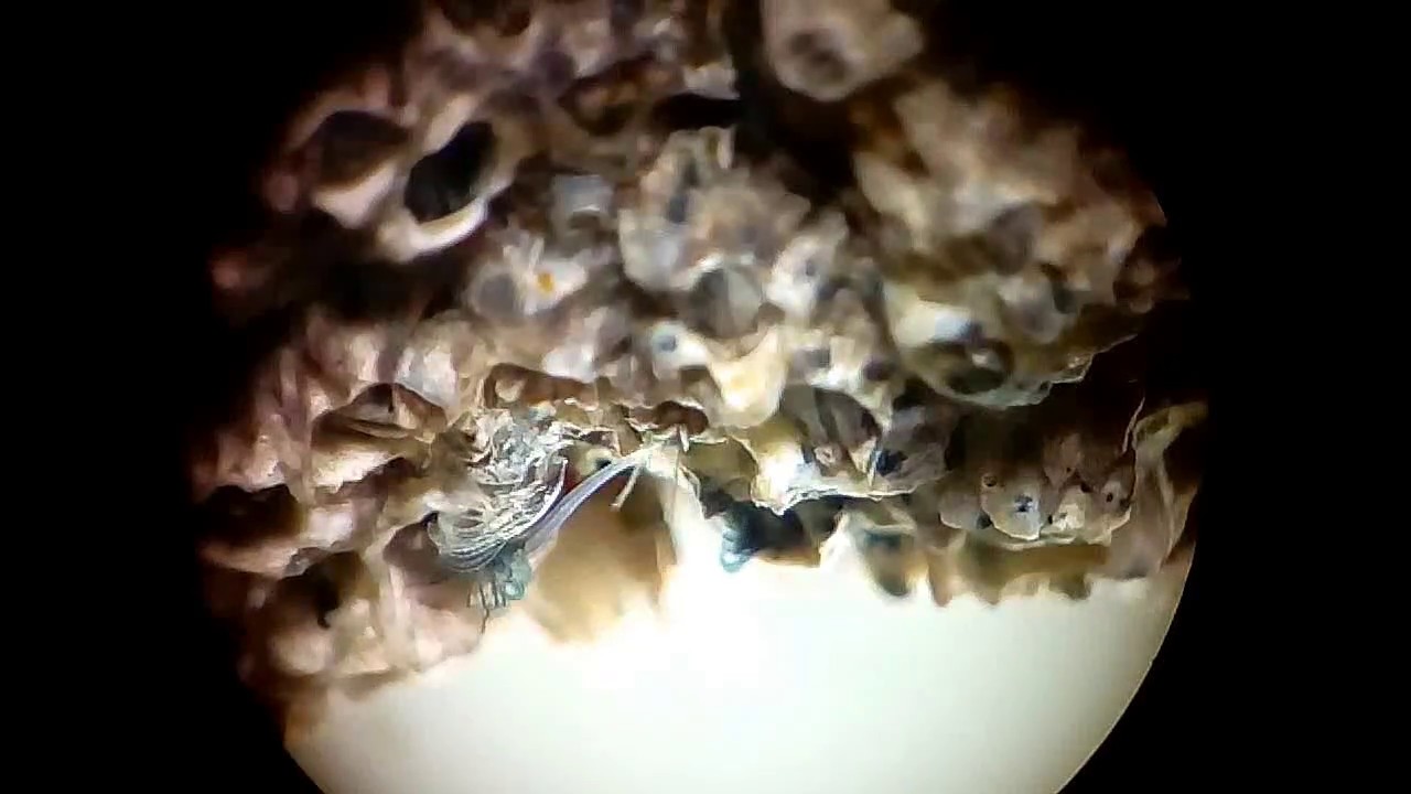 Barnacle feeding and reproduction - YouTube