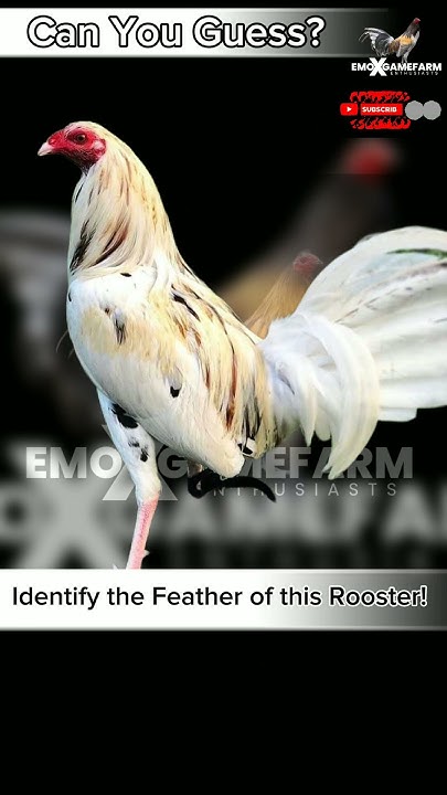 Red Falcon Gamefarm - YouTube