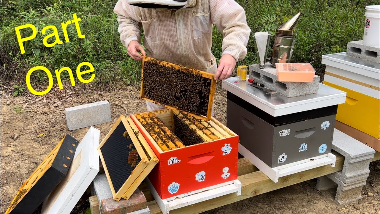 So You Wanna Be A Beekeeper - An Introduction to Beekeeping (Part 1) - YouTube