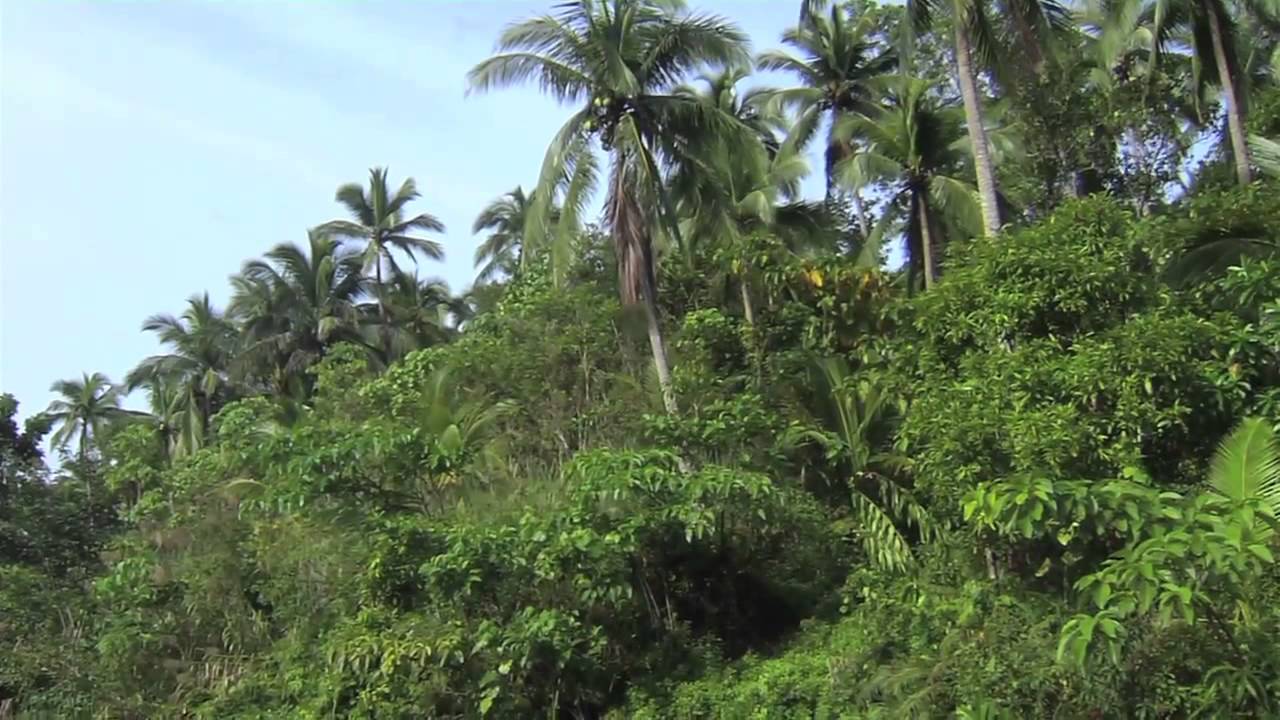 E. O. 26 National Greening Project of DENR Region 5 - YouTube