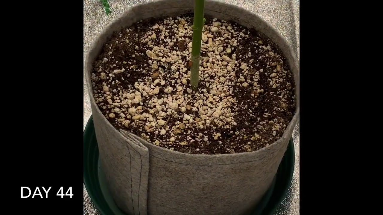 Alaskan Purple Auto: Week 7 - YouTube