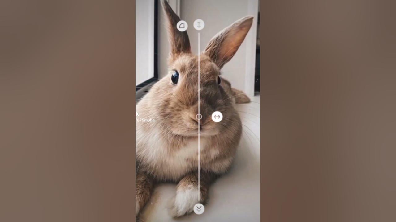 #кролик декоративный 🐇 - YouTube