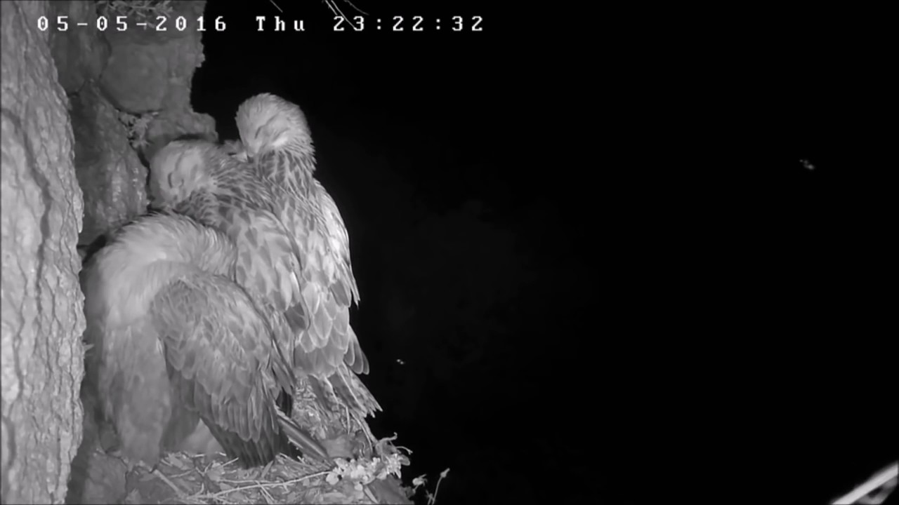 Búho real cazando a oscuras en un nido de busardo moro - YouTube