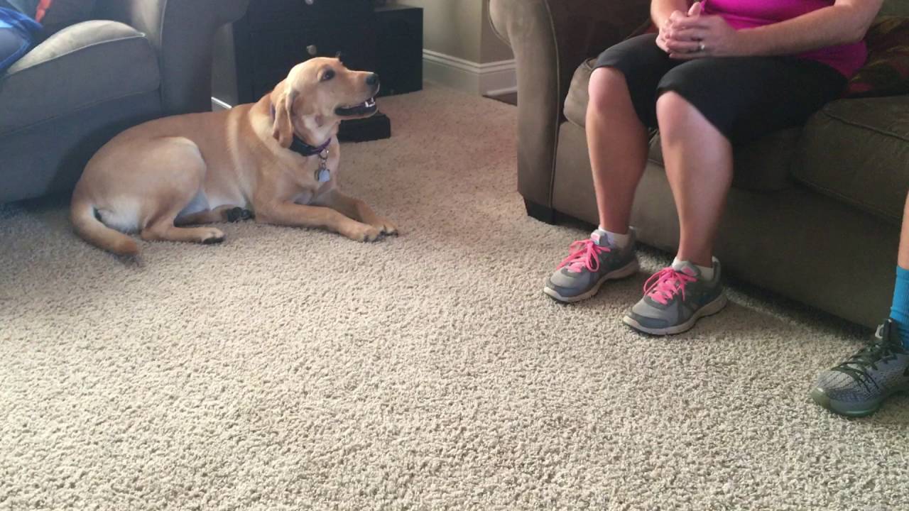 Teaching Piper to Respect Personal Space - YouTube