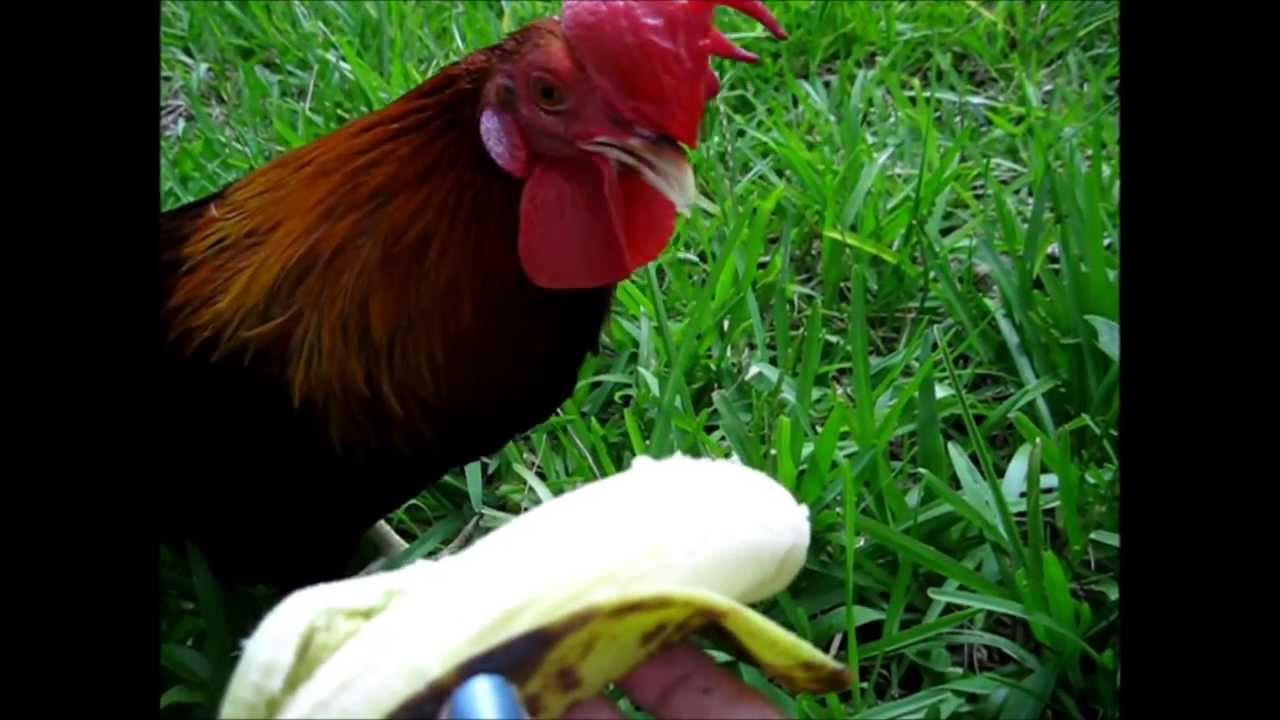 Chicken Eating Banana