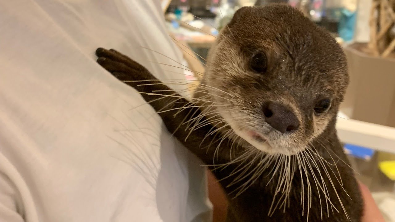otter live 🐚 - YouTube