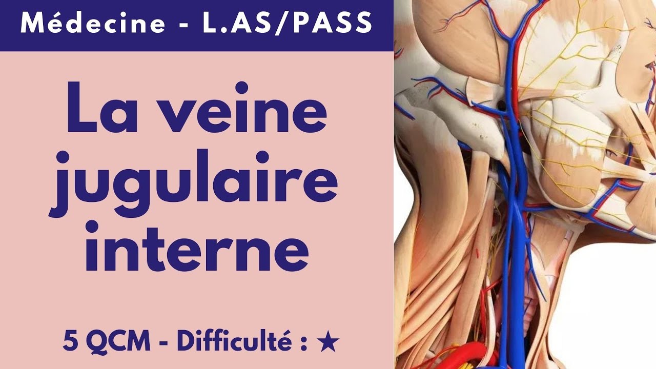 La veine jugulaire interne - Médecine - L.AS/PASS - 5 QCM - Difficulté ...
