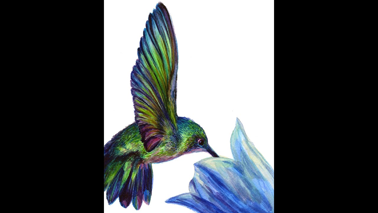 Hummingbird Watercolor Tutorial - Template Available to Download ...