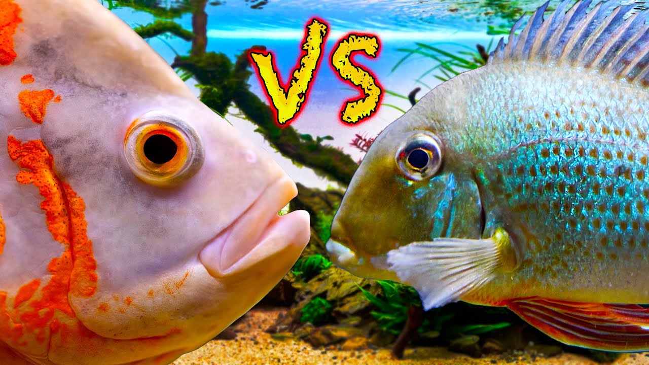 Showdown! Oscars vs Geophagus Fish - Who Wins? - YouTube