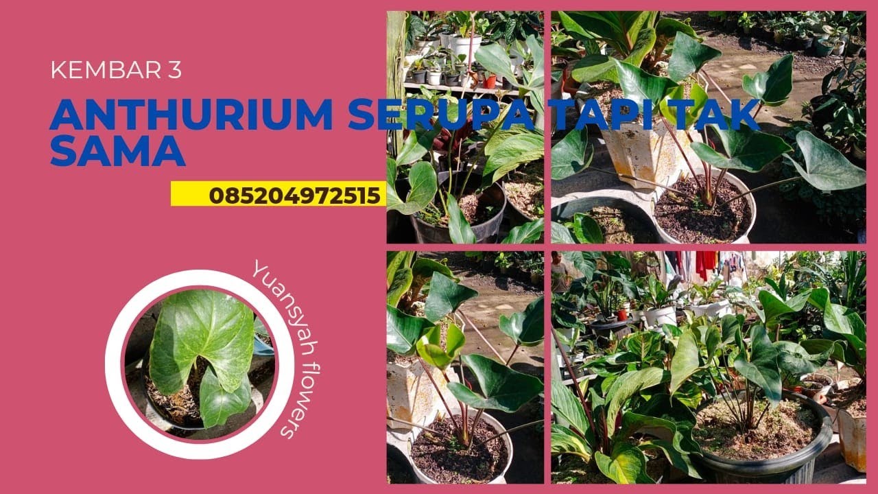 Anthurium Corong Review Jenis dan Harga - YouTube